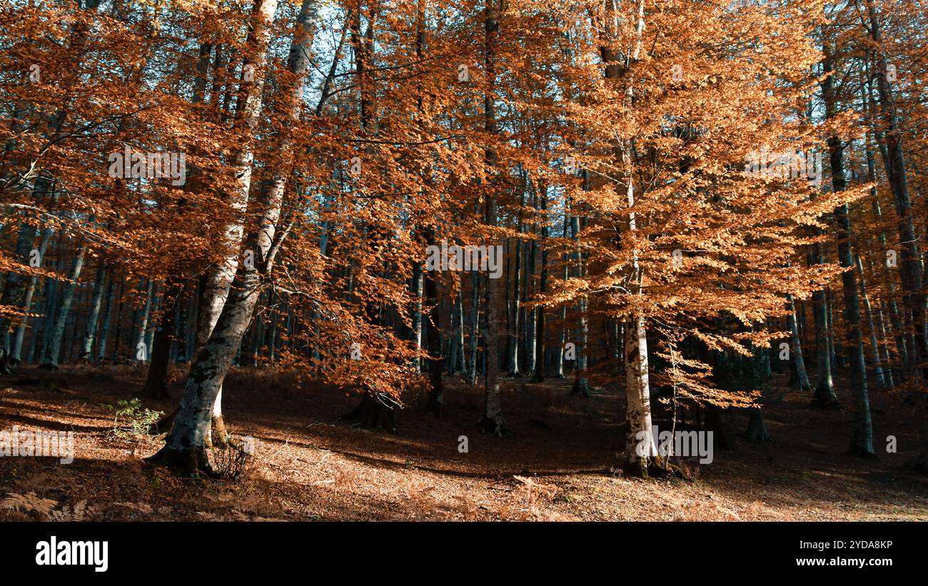 Sun Hitting The Orange Leaves Of The Forest Trees Stock Photo - Alamy