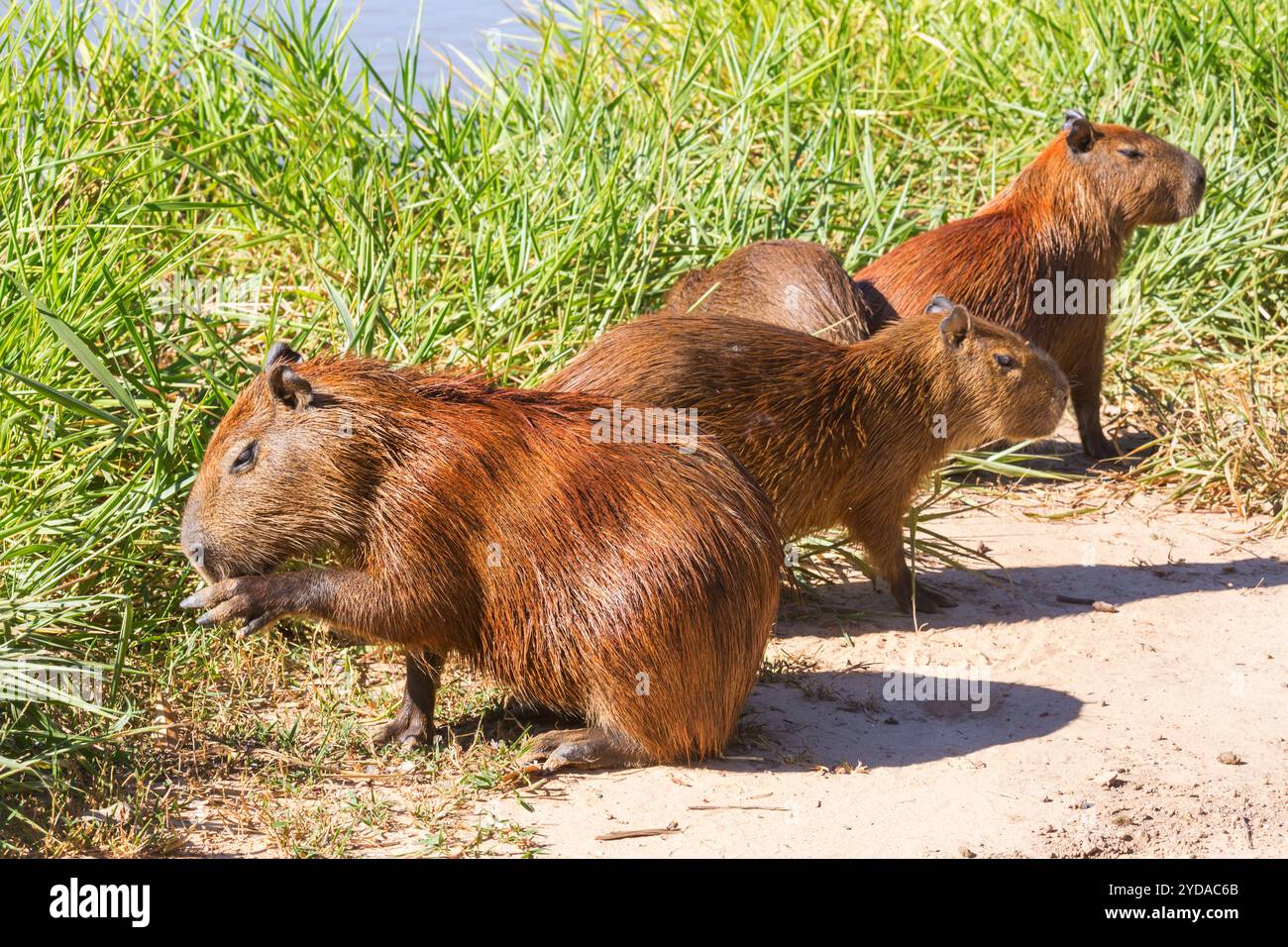 Capybara in the Pantanal, Brazil, South America Stock Photo - Alamy