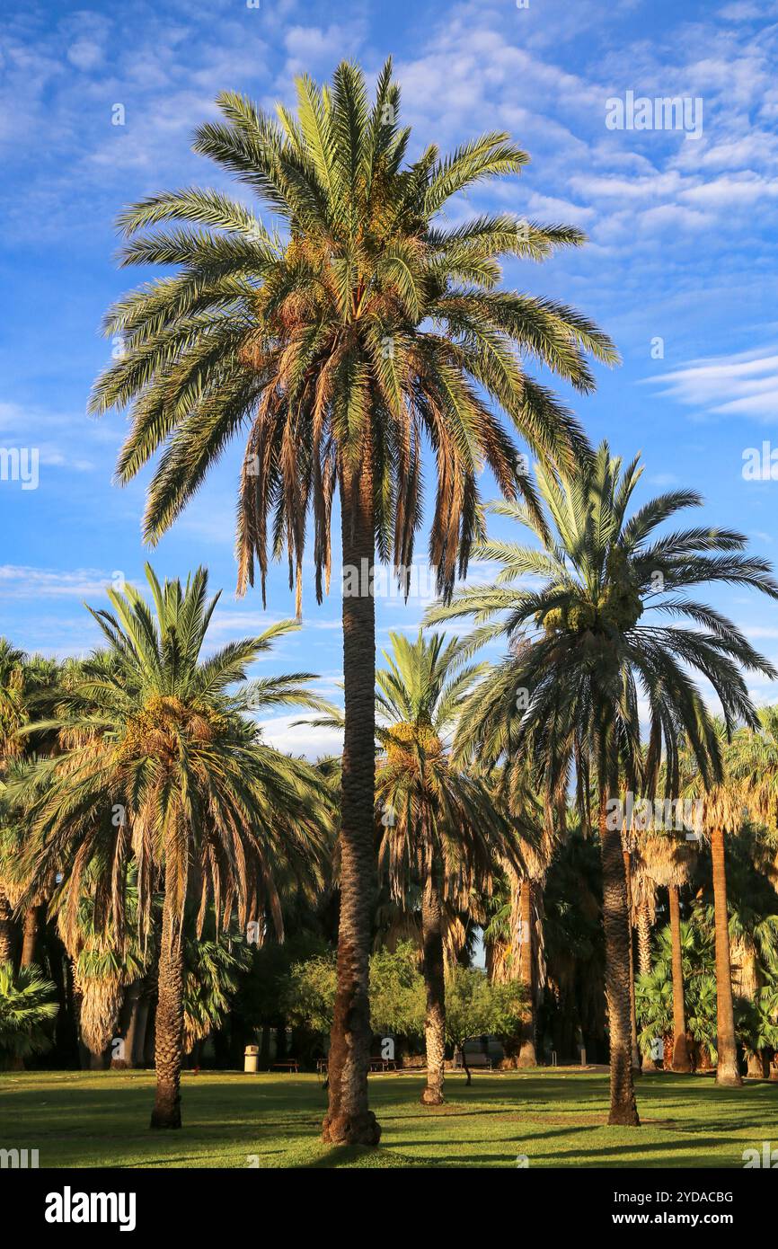 Tropical Tall palm trees in Aqua Caliente Park Tucson Arizona Stock ...