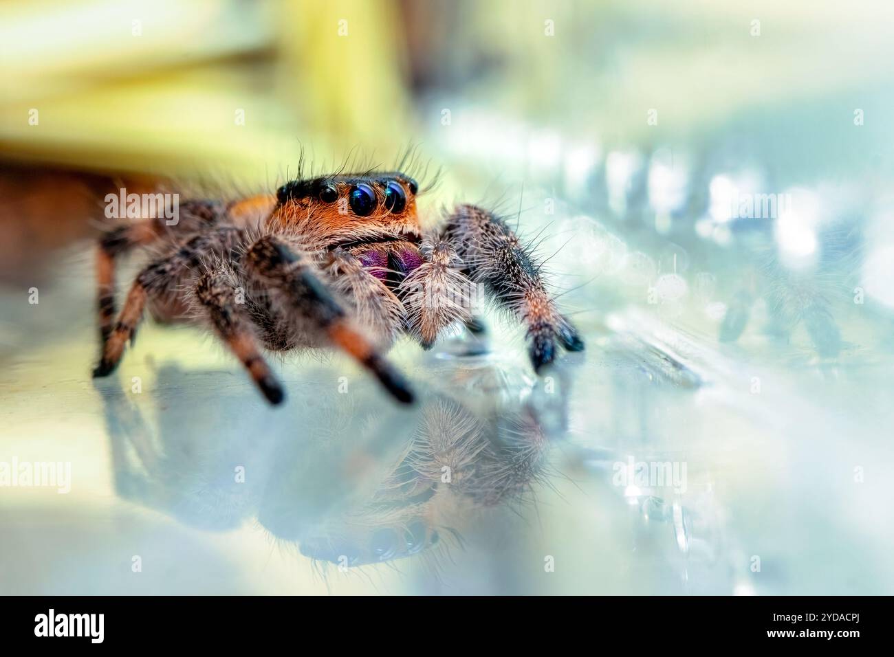 Phidippus regius everglades hi-res stock photography and images - Alamy