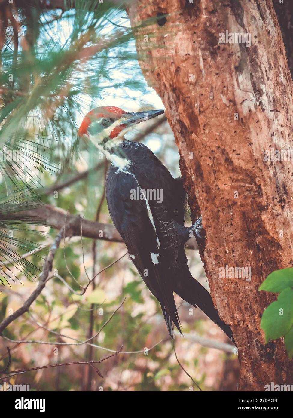 Pileated Woodpecker Pecking at a Tree Stock Photo - Alamy