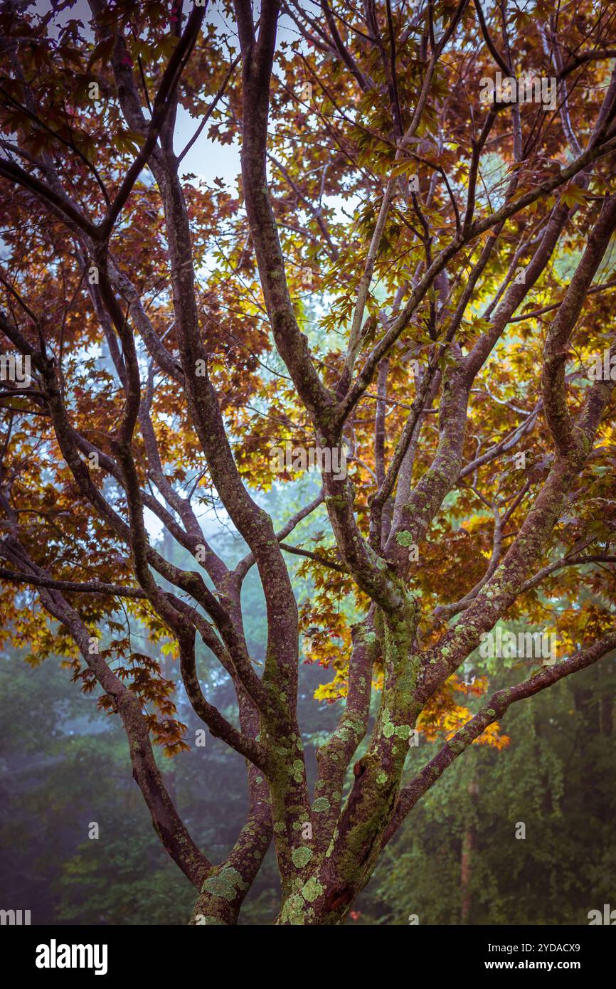 Maple Tree in Vermont Vertical Nature Background Stock Photo - Alamy