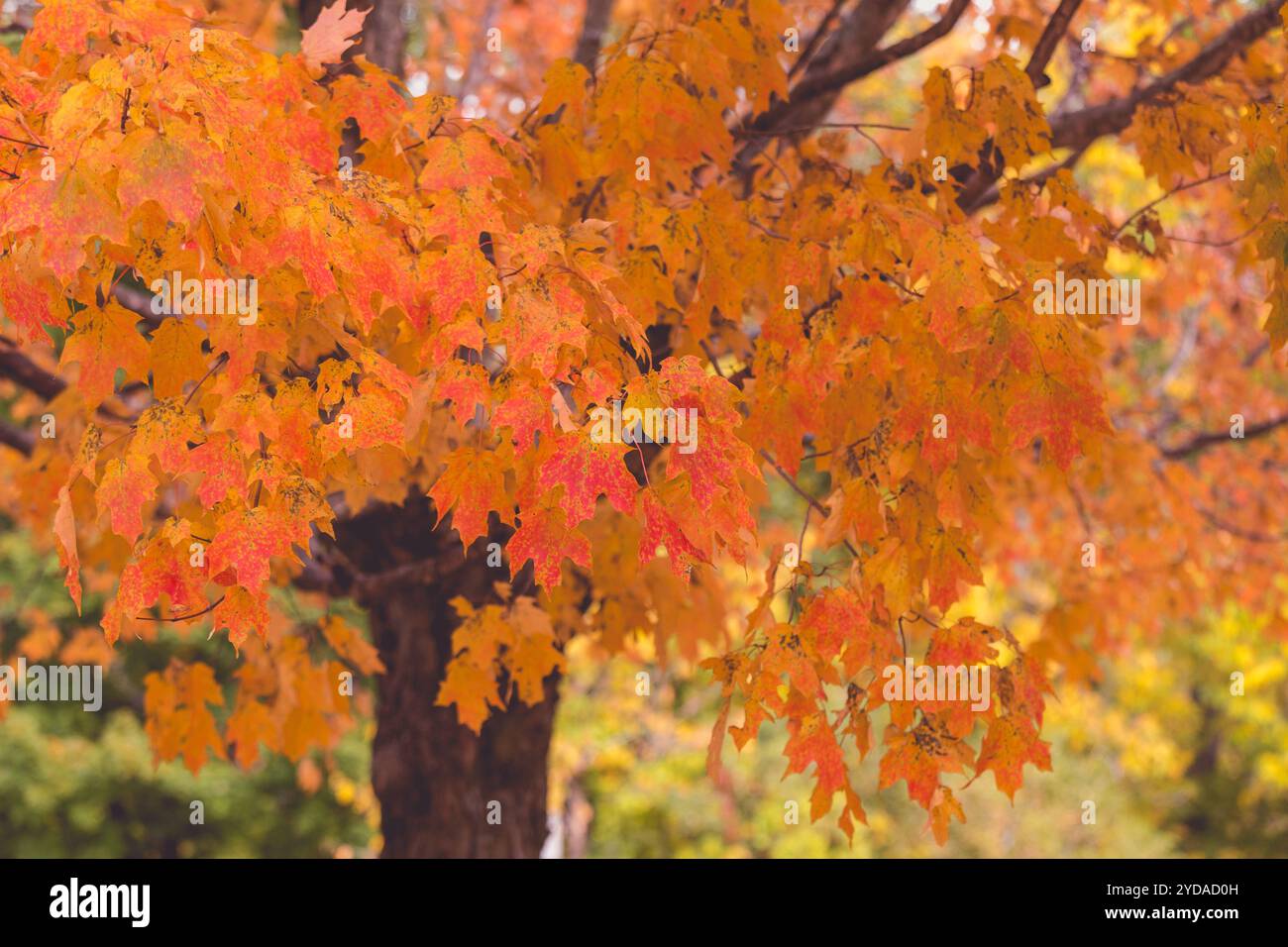 Orange Leaves Foliage on Fall maple tree in upstate New York Nature Background Stock Photo - Alamy