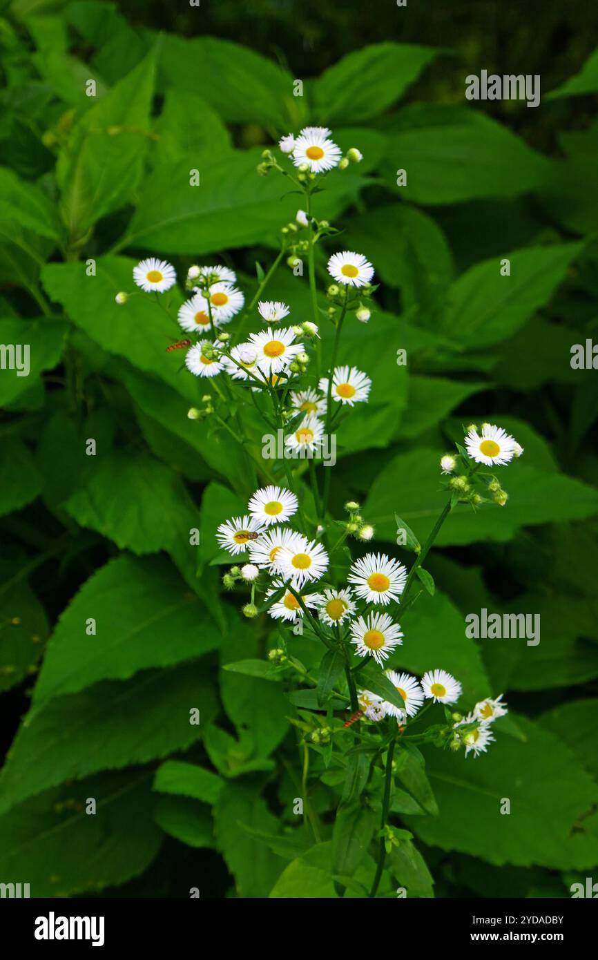 Philadelphia fleabane erigeron philadelphicus hi-res stock photography ...
