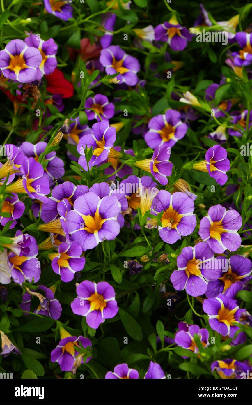 Calibrachoa purple hi-res stock photography and images - Alamy