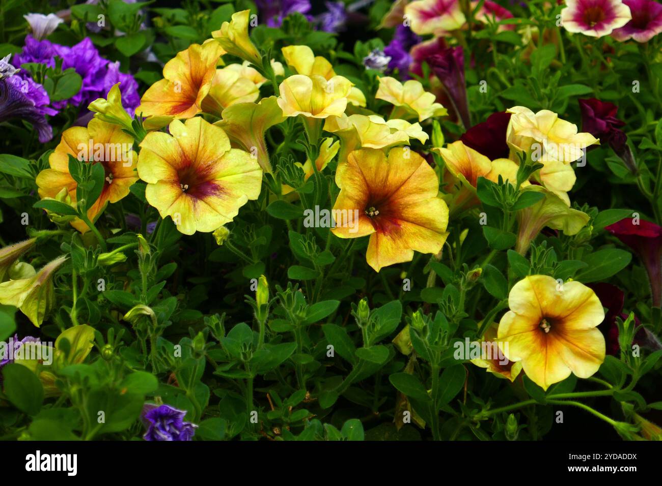 Plant petunias hi-res stock photography and images - Alamy