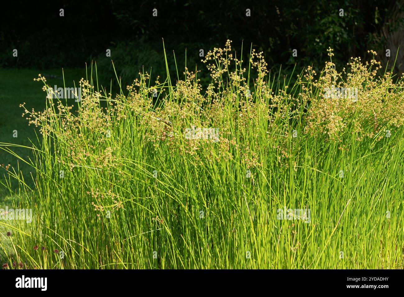 Juncus subnodulosus, blunt-flowered rush Stock Photo - Alamy