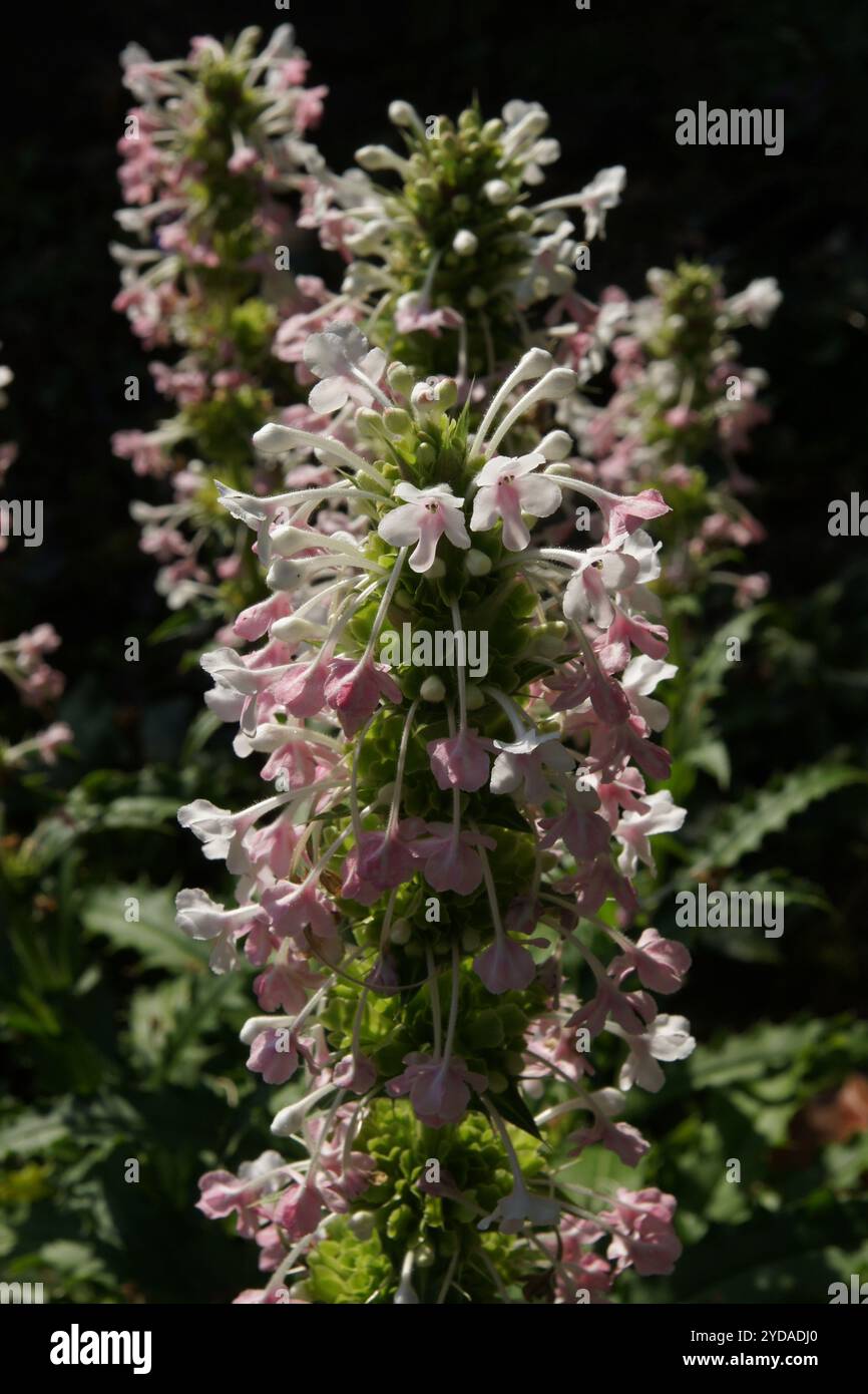 Morina longifolia, Himalayan whorlflower Stock Photo - Alamy