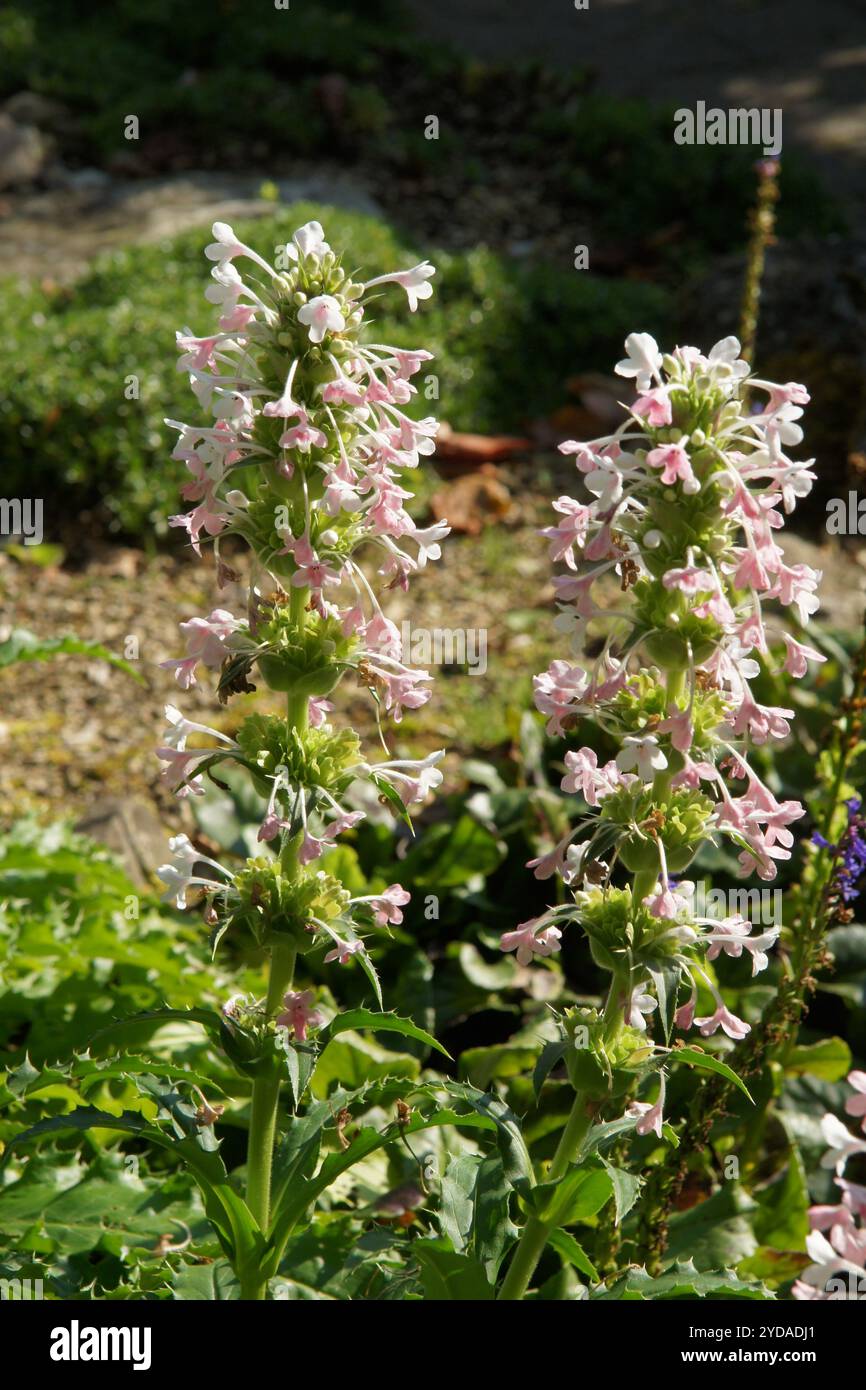 Morina flower hi-res stock photography and images - Alamy