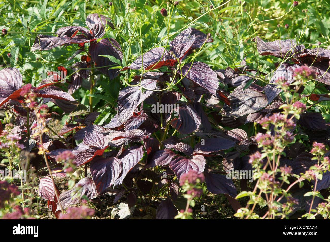 Perilla frutescens variegata purpurascens hi-res stock photography and ...