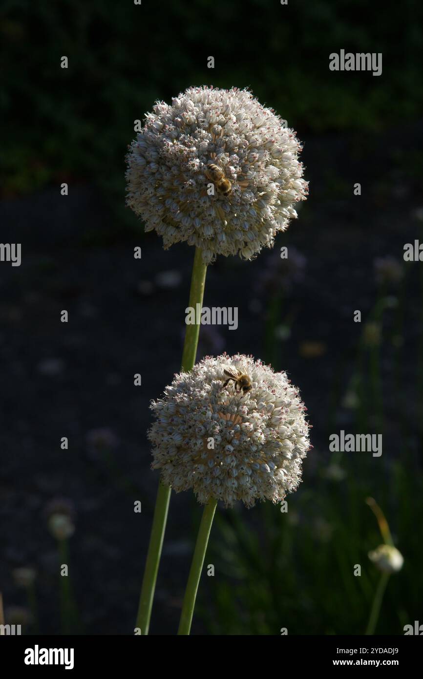 Allium porrum, Lauch, leek Stock Photo - Alamy