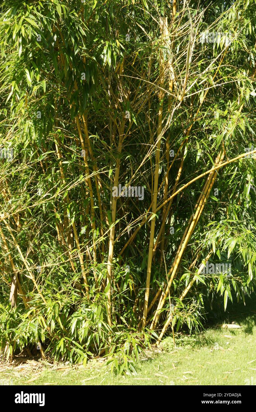 Bamboo phyllostachys vivax hi-res stock photography and images - Alamy