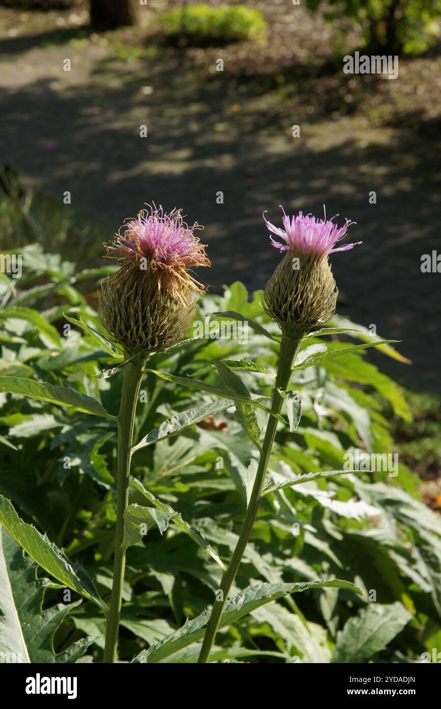 Rhaponticum centauroides hi-res stock photography and images - Alamy