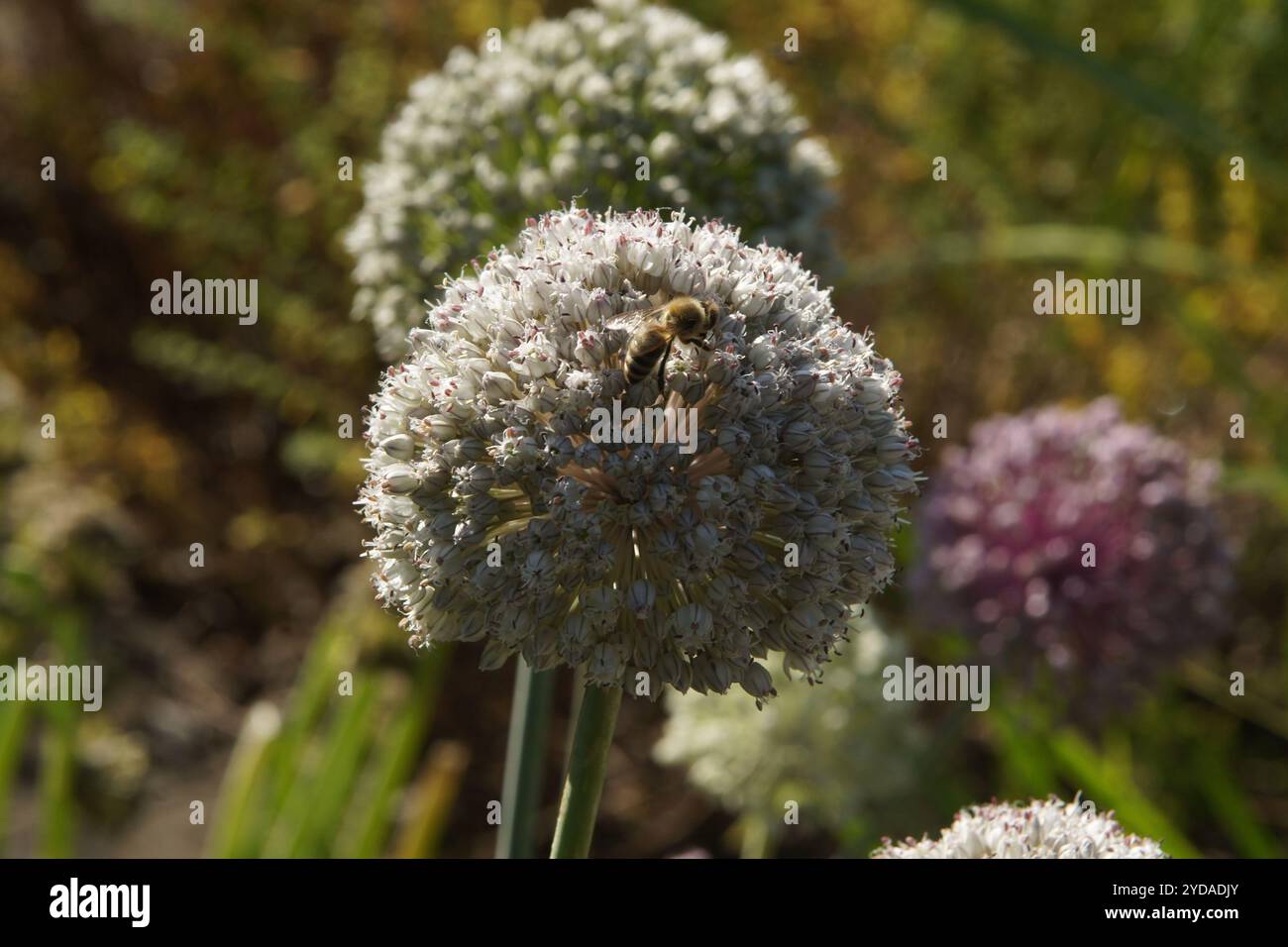 Allium porrum, leek Stock Photo - Alamy