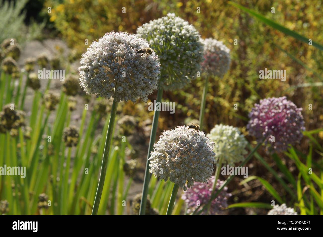 Allium porrum, leek Stock Photo - Alamy