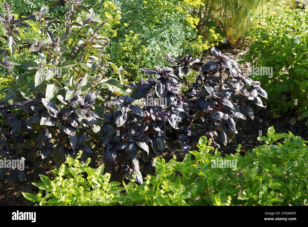 Ocimum basilicum Amethyst, redleaved basil Stock Photo - Alamy
