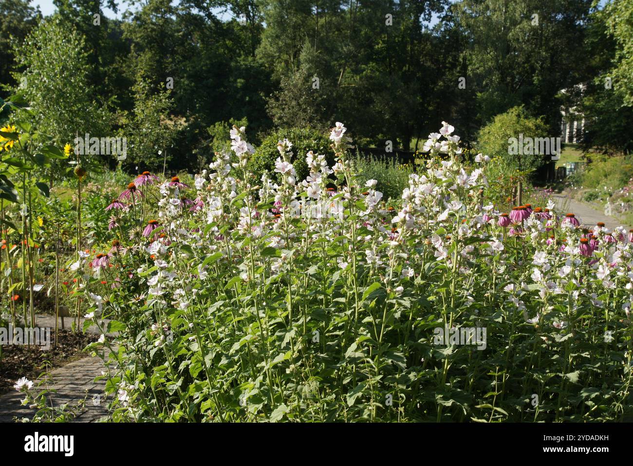 Althaea officinalis common marshmallow hi-res stock photography and ...