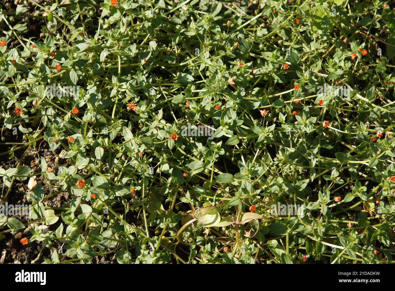 Anagallis arvensis, red pimpernel Stock Photo - Alamy