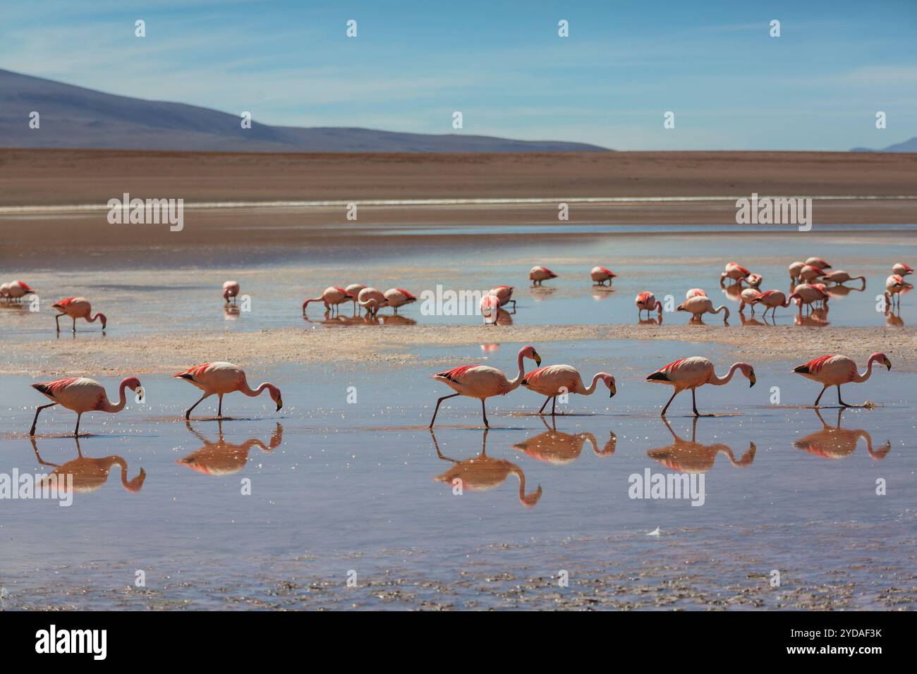 Andean flamingos (Phoenicoparrus andinus) or yellow-footed flamingo in ...