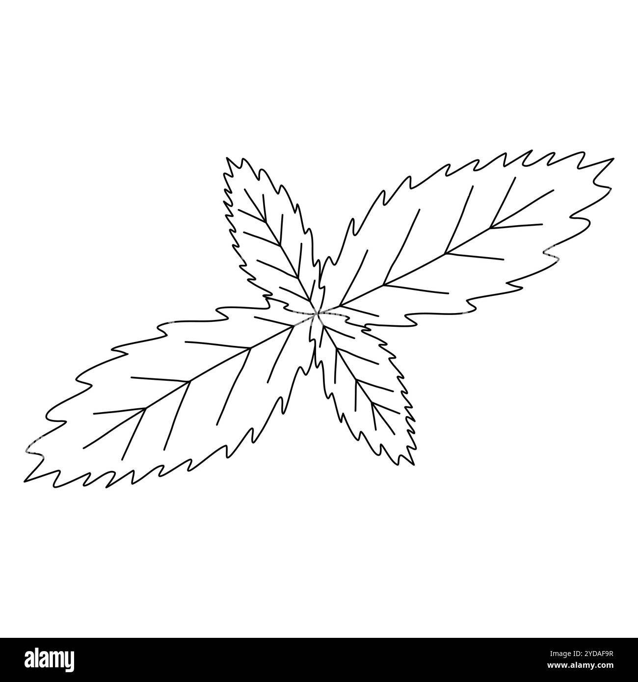 Scented leaves Black and White Stock Photos & Images - Alamy