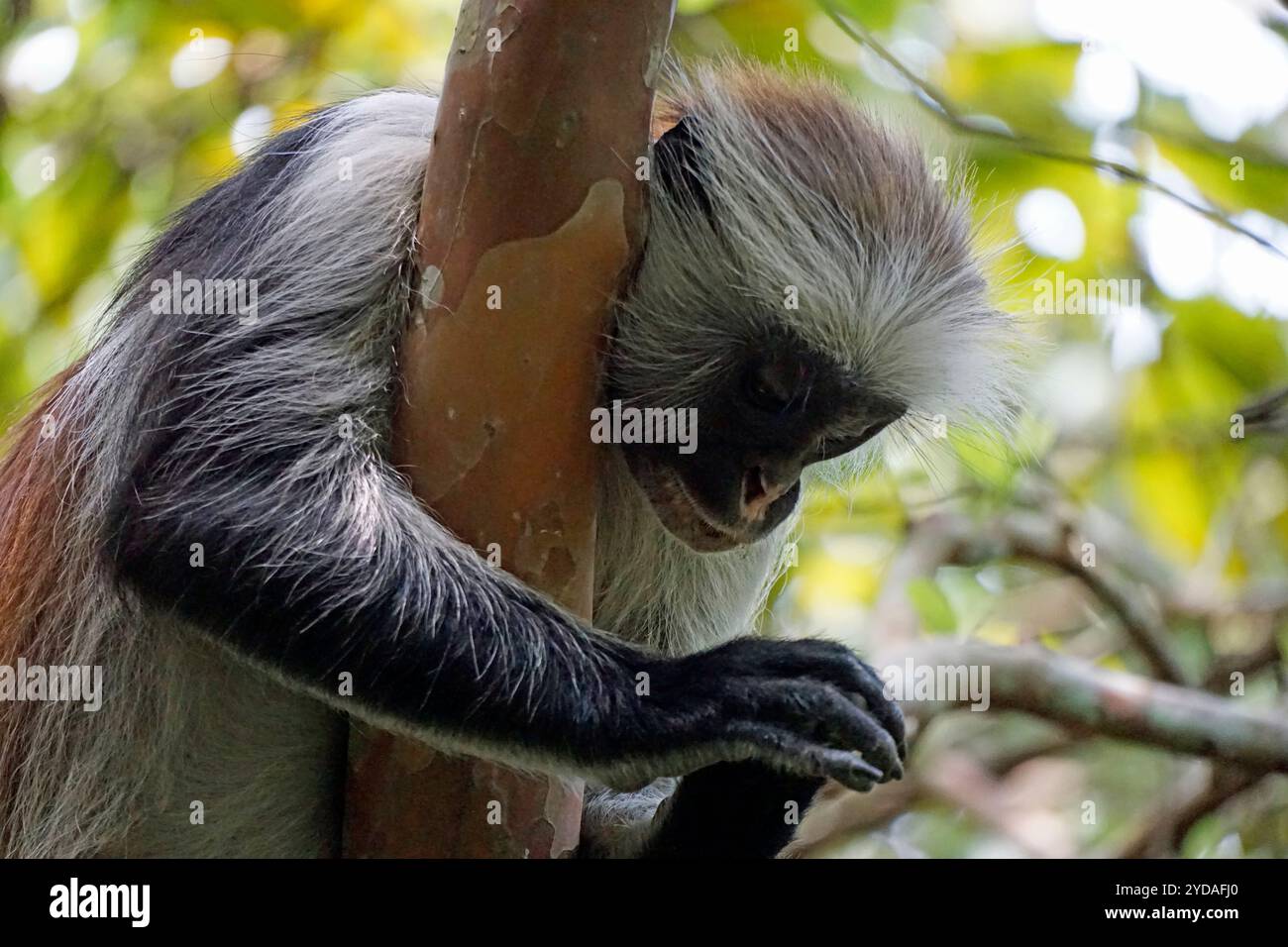 zanzibar red colobus monkey (Piliocolobus kirkii Stock Photo - Alamy