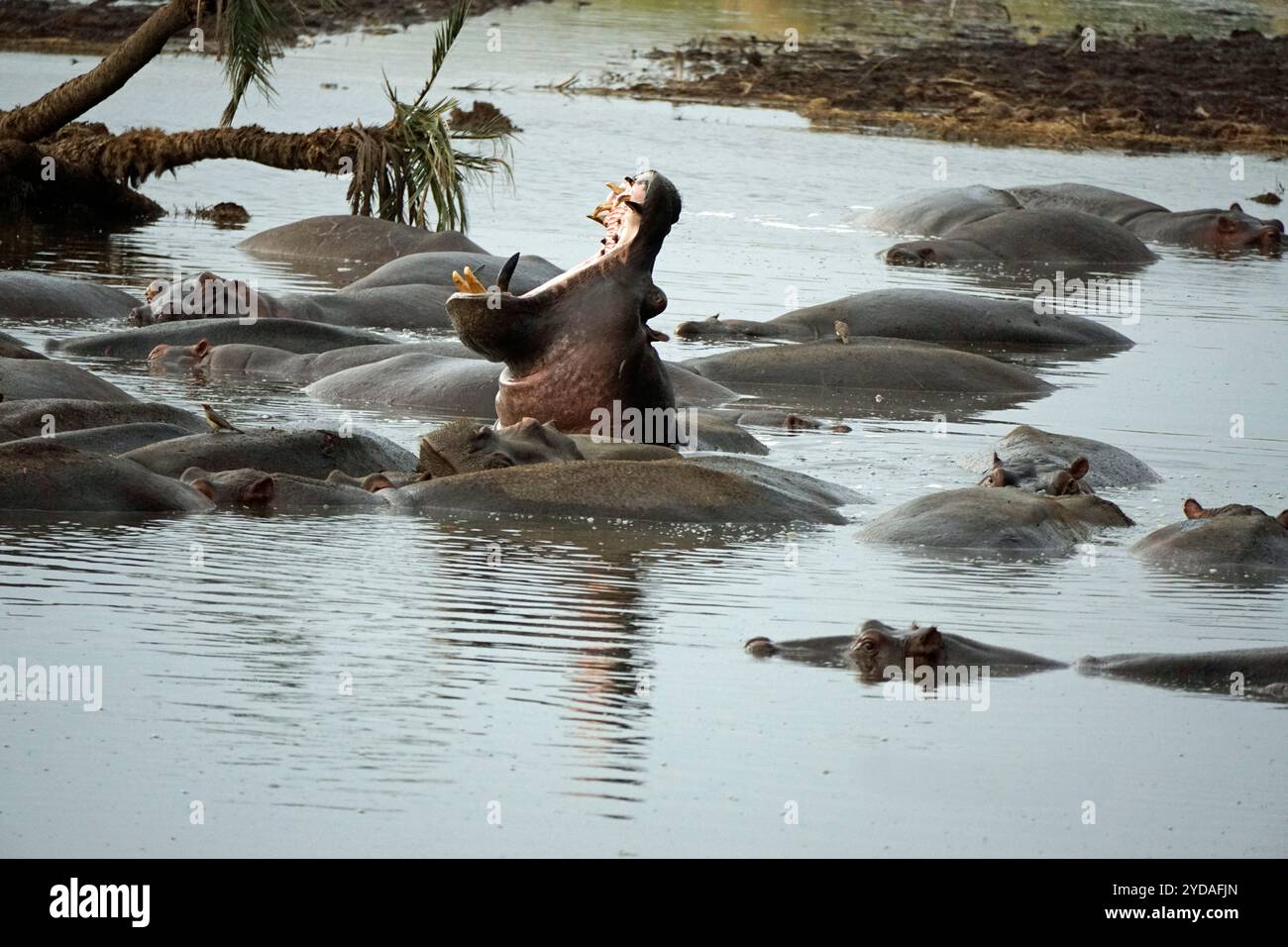 Retina hippo pool hi-res stock photography and images - Alamy