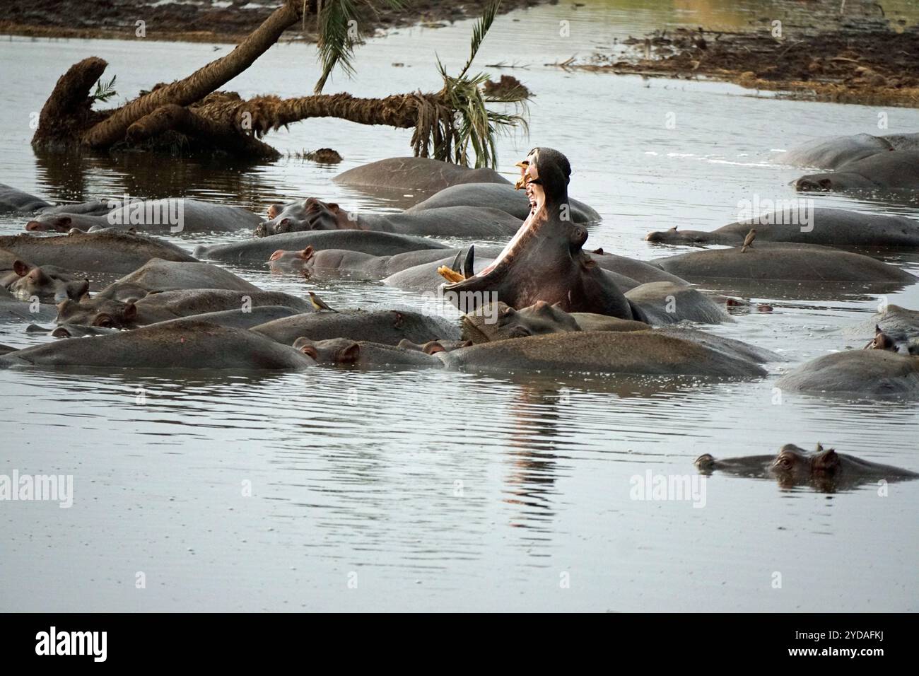 Retina hippo pool hi-res stock photography and images - Alamy