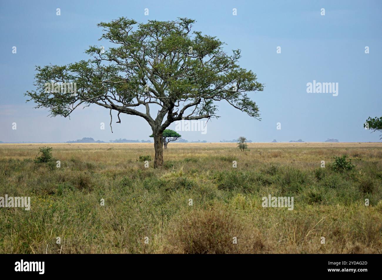 cheetah in a tree in the serengeti park in tanzania Stock Photo - Alamy