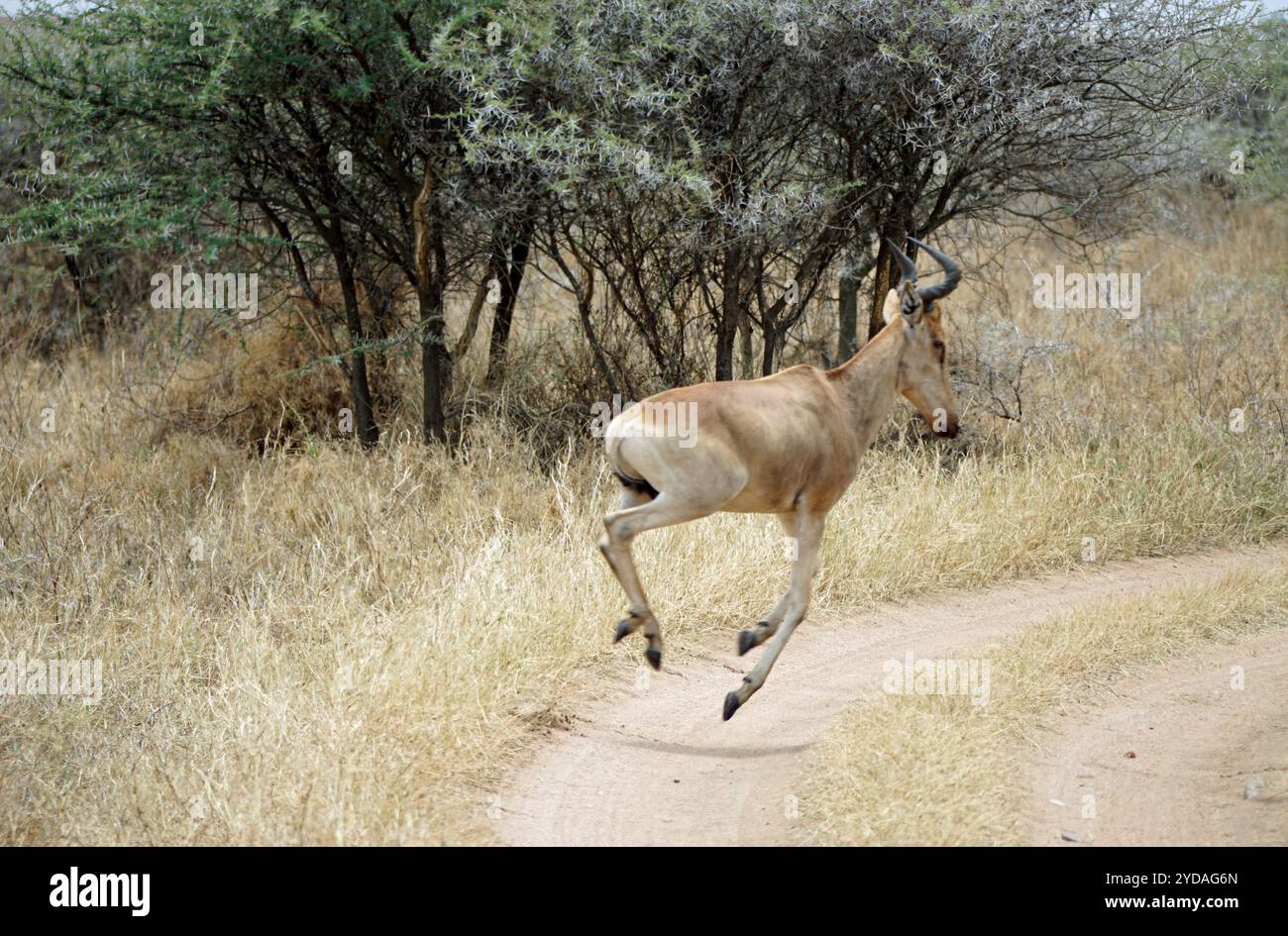 red necked kongoni antelope in serengeti park in tanzania Stock Photo ...