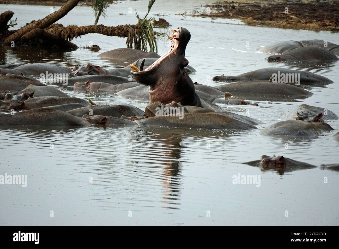 Retina hippo pool hi-res stock photography and images - Alamy