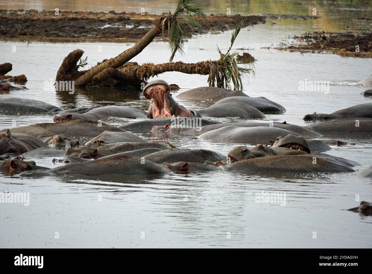 Retina hippo pool hi-res stock photography and images - Alamy