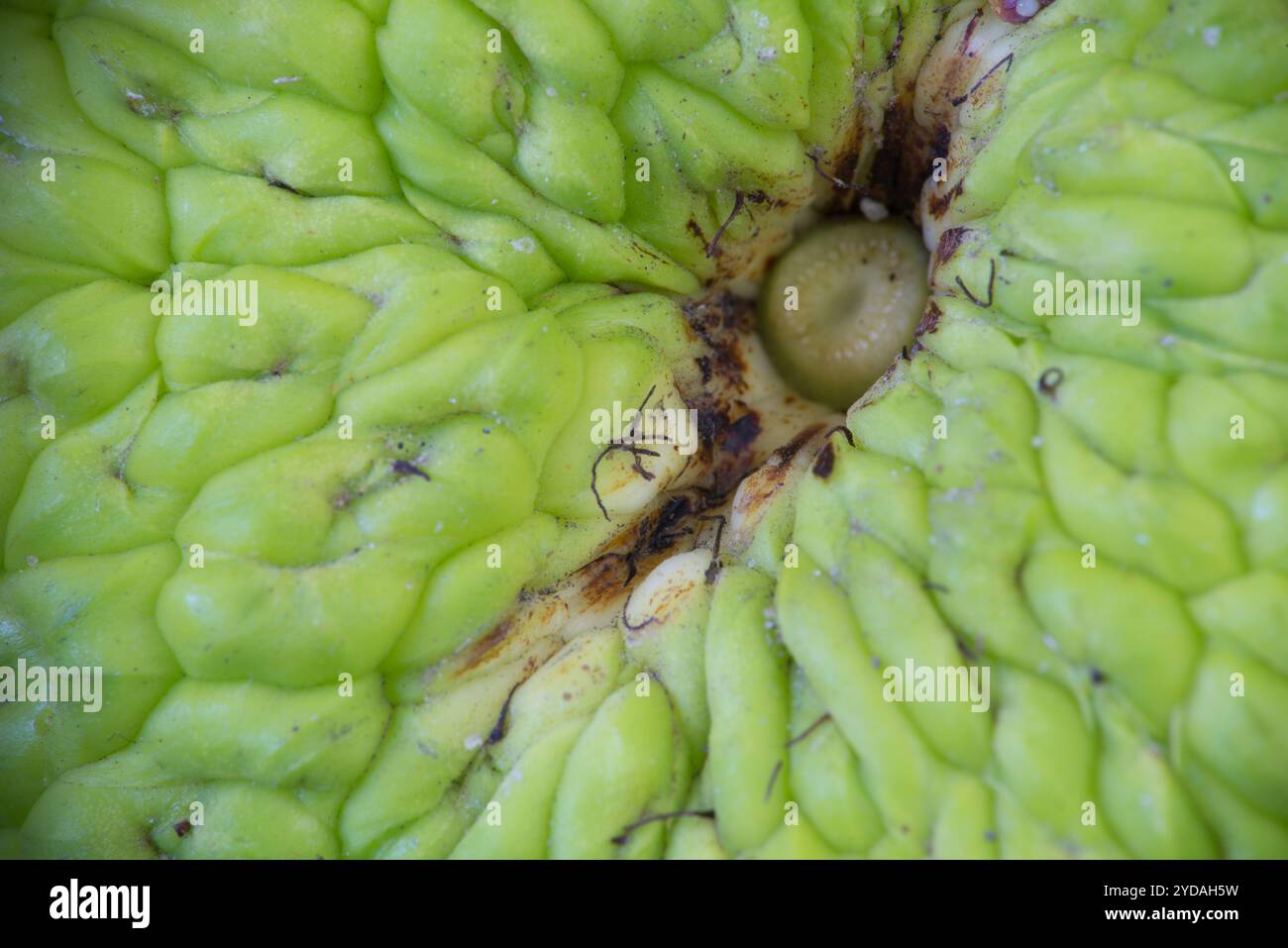 A close-up shot of the bumpy skin of an Osage orange with the stem ...