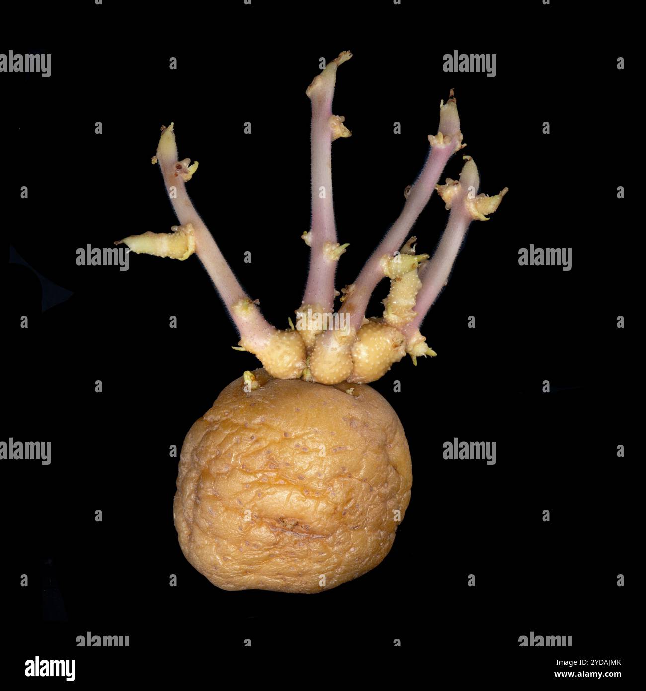 Sprouted yellow potato isolated on black background. Single old ...