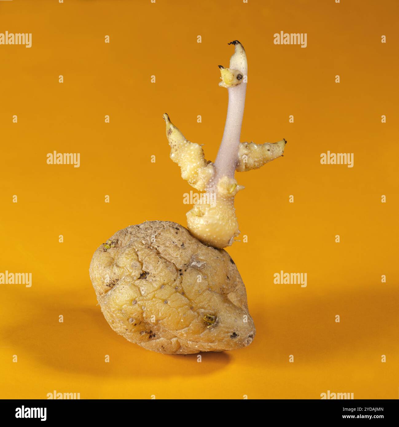 Sprouted yellow potato tuber on yellow orange background. Single old ...