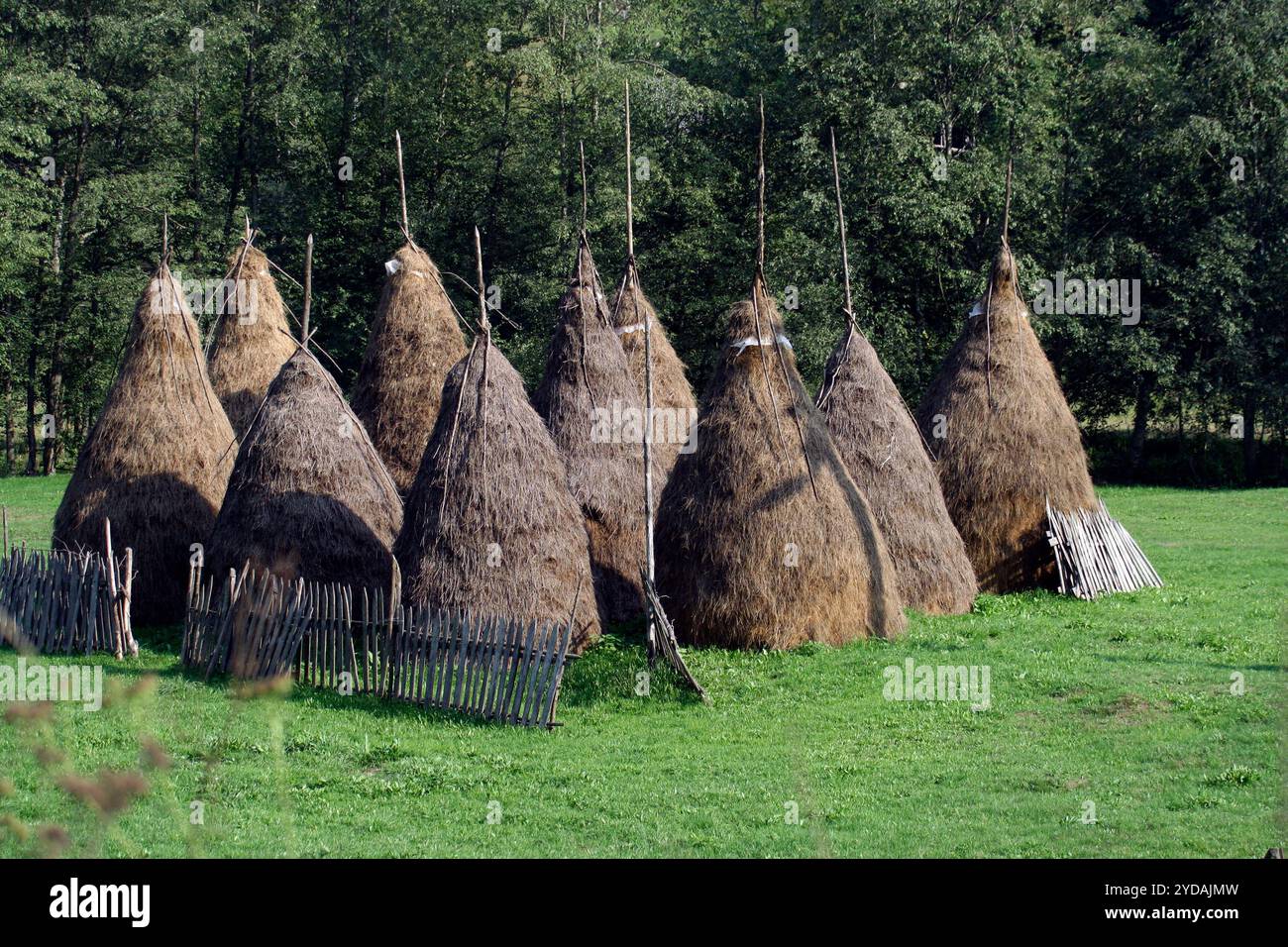 Livestock grass field crops hi-res stock photography and images - Alamy