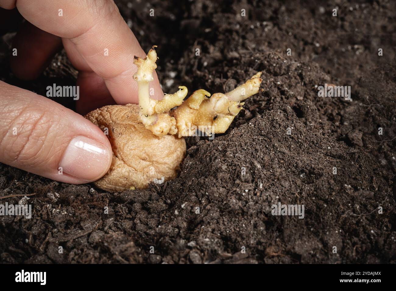 Hand planting Sprouted yello potato tuber into soil. Single old ...