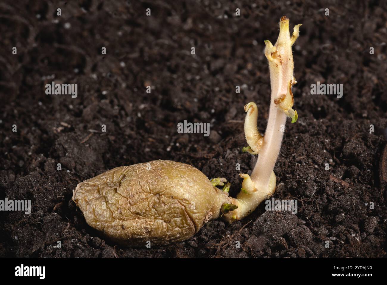 Sprouted yellow potato planted in the ground. Single old germinating ...