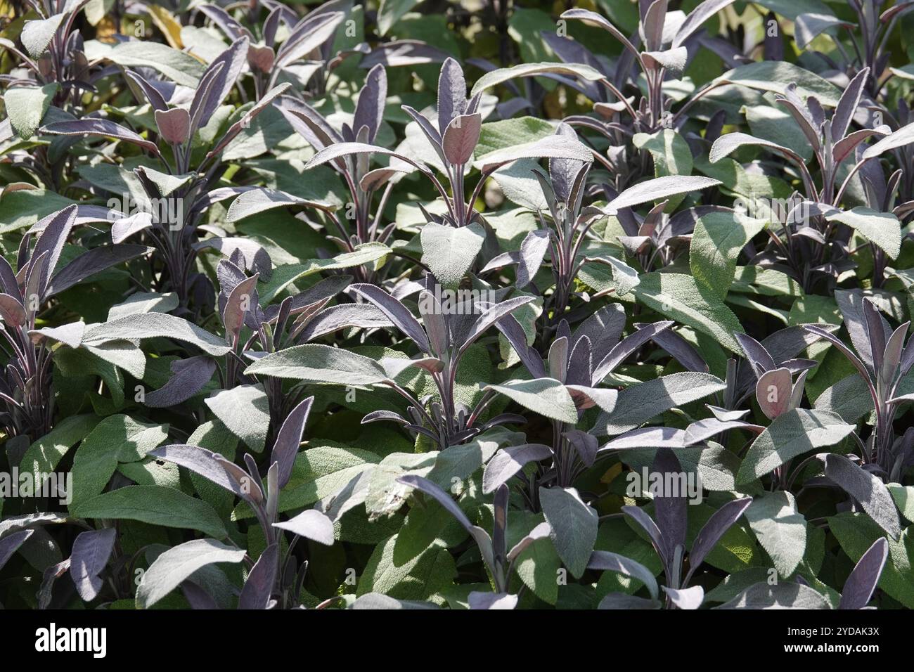 Salvia officinalis Purpurescens, purple sage Stock Photo - Alamy