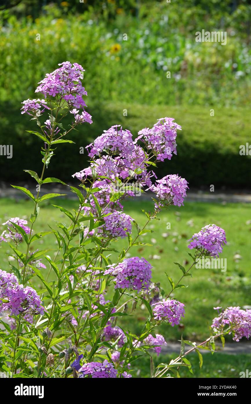 Phlox paniculata, panicled phlox Stock Photo - Alamy