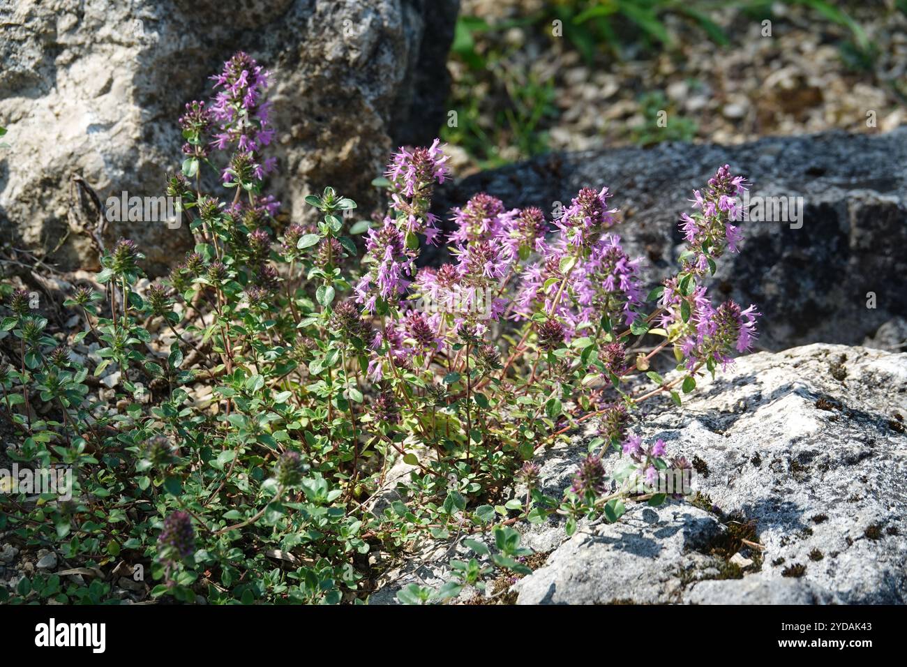 Spanischer thymian hi-res stock photography and images - Alamy