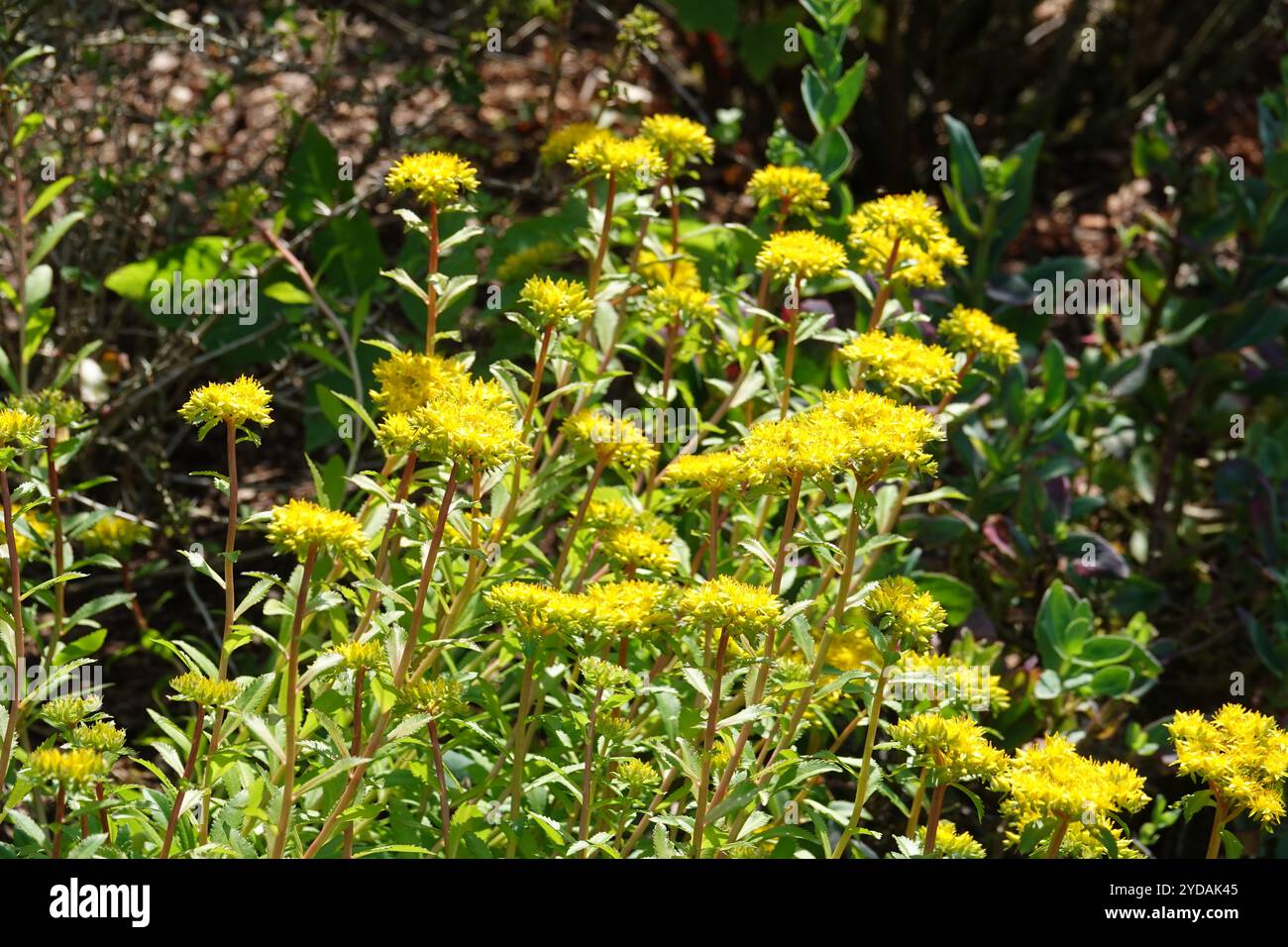 Sedum aizoon, Golden stonecrop Stock Photo - Alamy