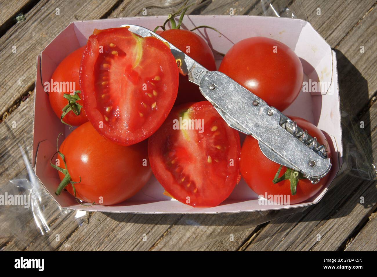 Solanum esculentum, tomato Stock Photo - Alamy