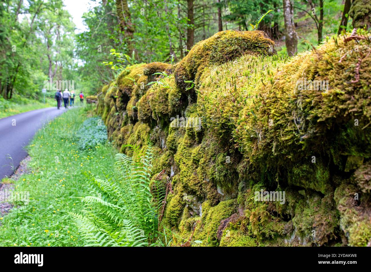 Hiking through the Mile Dorcha (Dark Mile) in Achnacarry Stock Photo ...
