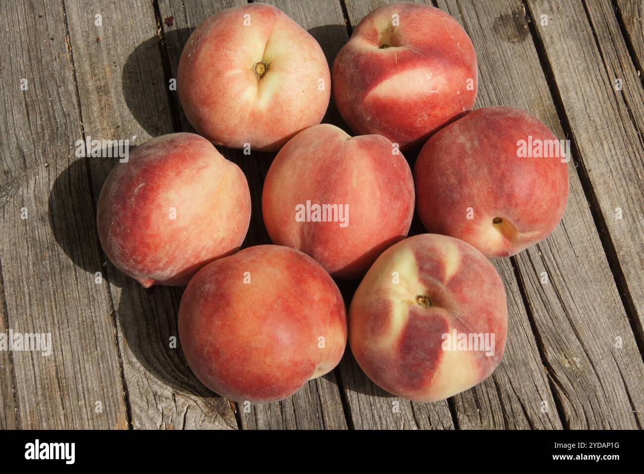 Prunus persica Patty, peach Stock Photo - Alamy