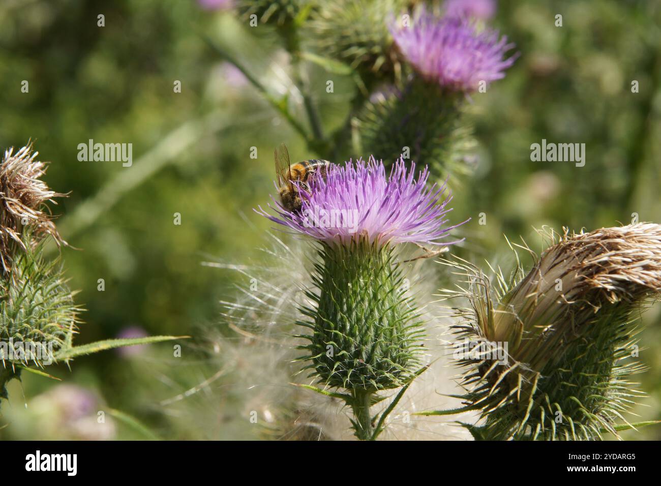 Common thistles cirsium lanceolatum hi-res stock photography and images ...