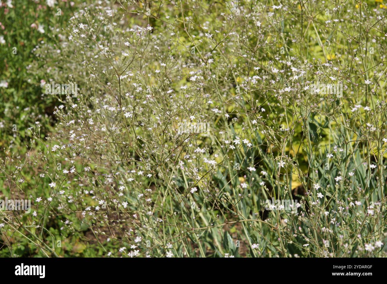 Plant gypsophila repens hi-res stock photography and images - Alamy