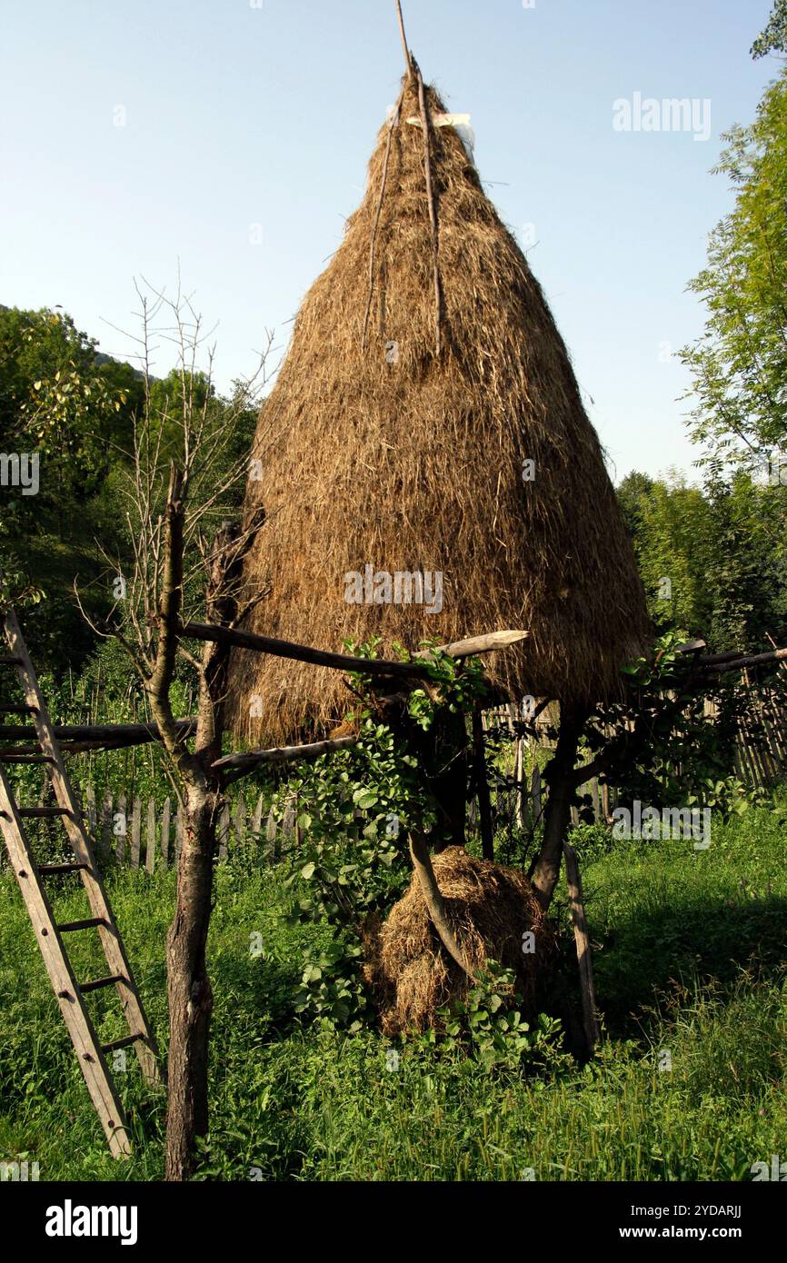 hay is dryd green grass,grassland in farming and agriculture Stock ...