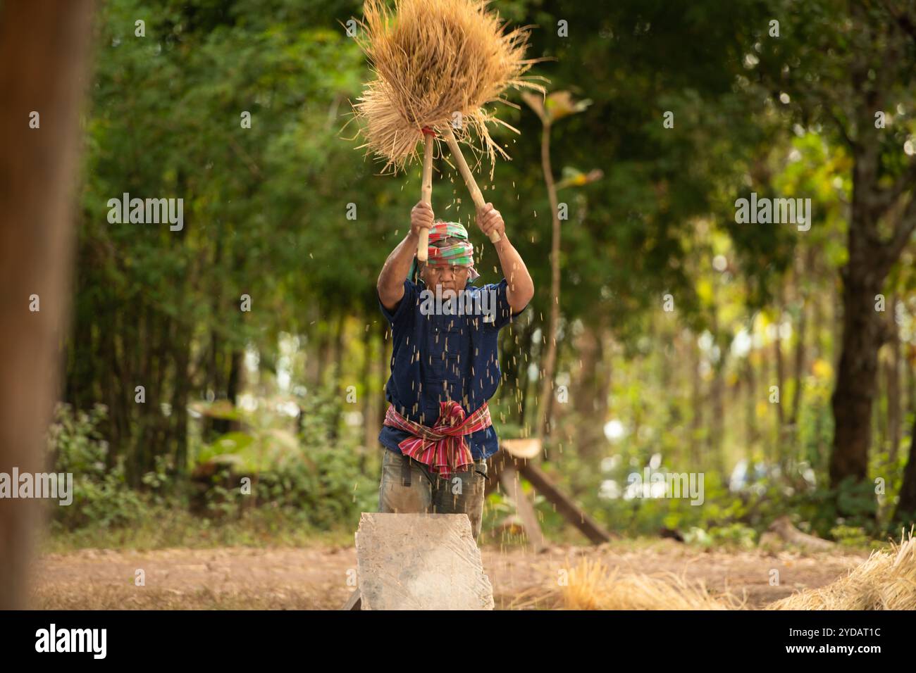 Rural life for more than 70% of Thai farmers involves farming Stock ...