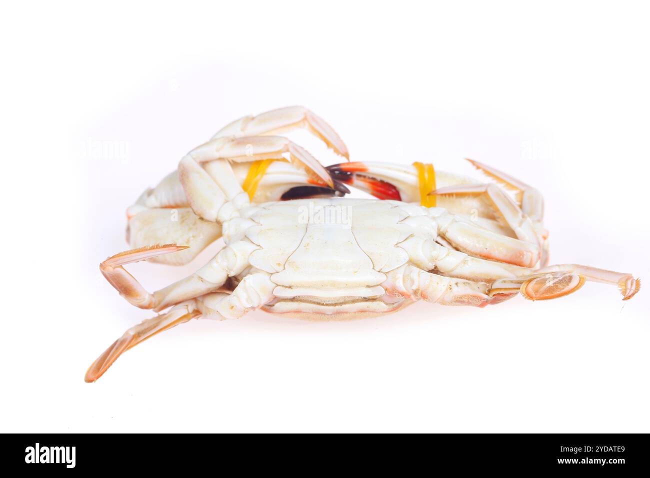Fresh crabs on a white background Stock Photo - Alamy