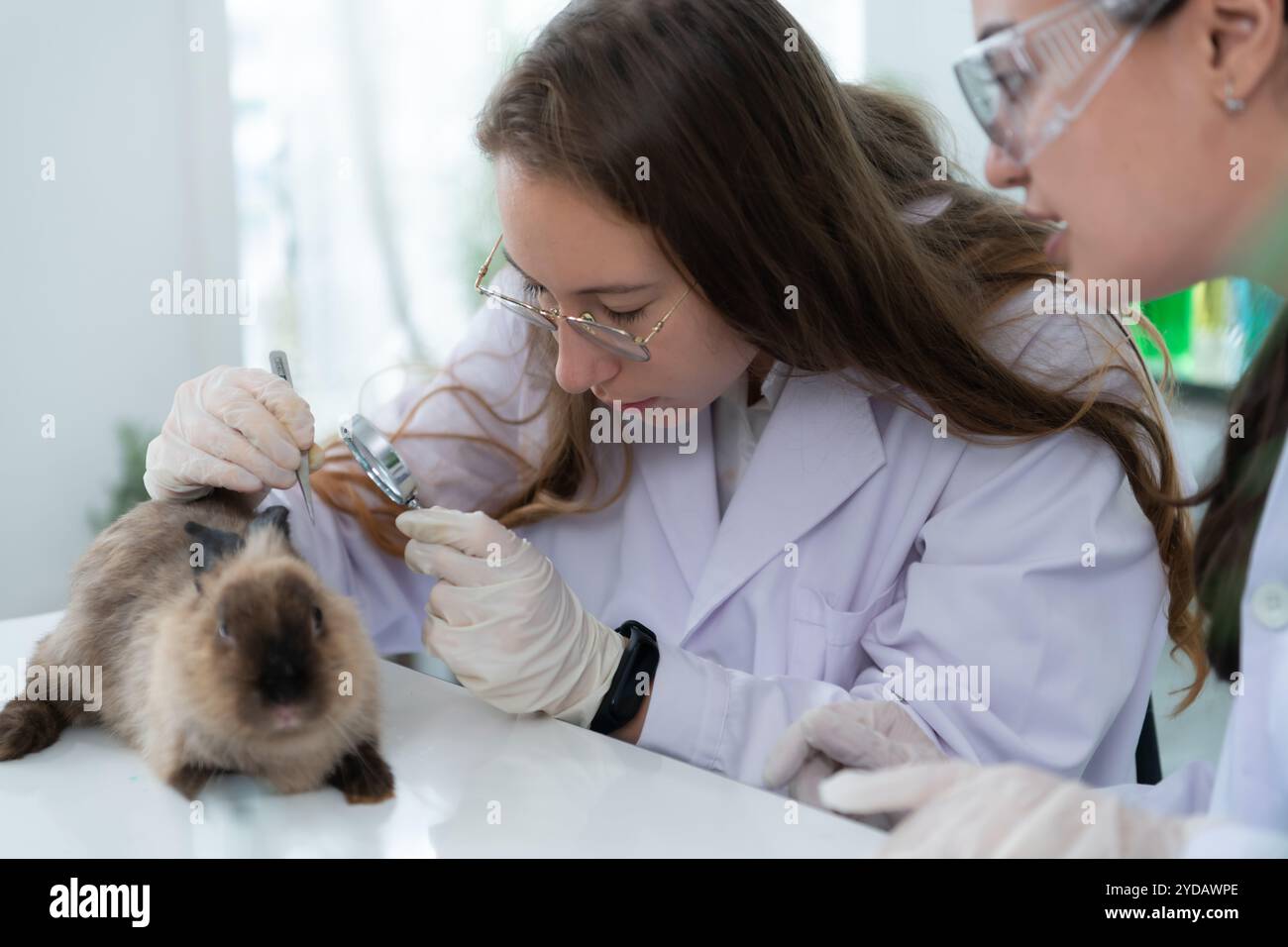 Veterinarian treating sick rabbits He is giving the young bunnies the ...